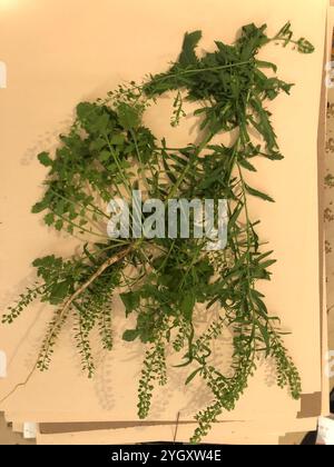 Veiny Pepperweed (Lepidium oblongum Stock Photo - Alamy