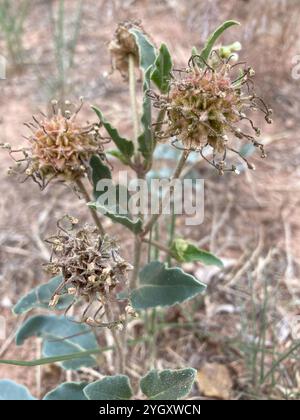 Snowball Sand Verbena (Abronia fragrans), Plantae, 3 Sevens Ranch ...