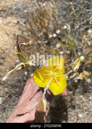 goldenbowl mariposa lily (Calochortus concolor) Plantae Stock Photo - Alamy