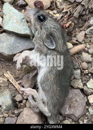 Western Deer Mouse (Peromyscus sonoriensis Stock Photo - Alamy