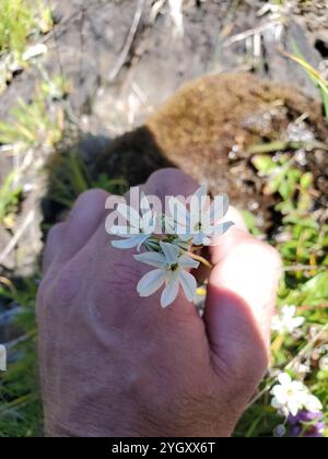 white brodiaea (Triteleia hyacinthina Stock Photo - Alamy