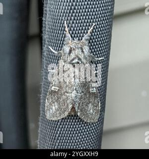 Northern Finned Prominent (Notodonta torva Stock Photo - Alamy