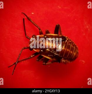 gothic plant bug (Capsodes gothicus Stock Photo - Alamy