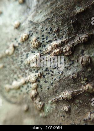 Asterisk Lichen (Arthonia radiata Stock Photo - Alamy