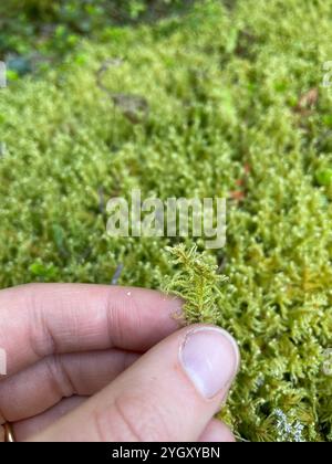 Ostrich-plume Moss (Ptilium crista-castrensis Stock Photo - Alamy
