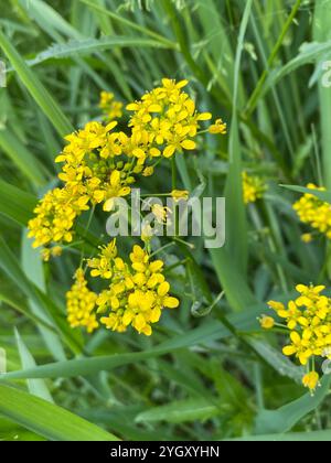 Amphibious Yellowcress (Rorippa amphibia Stock Photo - Alamy
