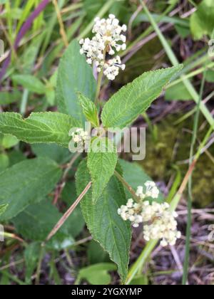 New Jersey tea (Ceanothus americanus Stock Photo - Alamy