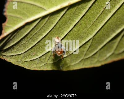 Beetle crab spiders (Mystaria Stock Photo - Alamy