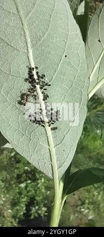 Furrowed Ants (Myrmica Stock Photo - Alamy