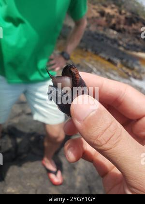 Humpback Cowry (Mauritia mauritiana Stock Photo - Alamy