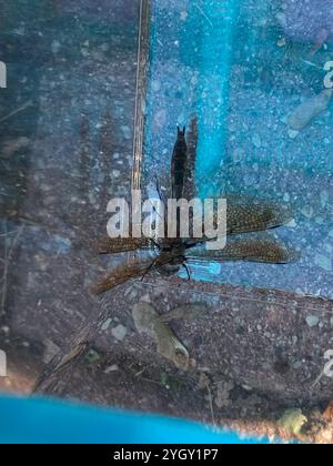 Beaverpond Baskettail (Epitheca canis Stock Photo - Alamy