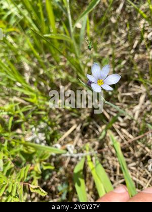prairie blue-eyed grass (Sisyrinchium campestre), Plantae, Oklahoma, US ...