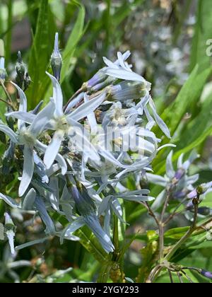 Ozark Bluestar (Amsonia illustris Stock Photo - Alamy