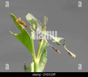 Orange Bluet (Enallagma signatum Stock Photo - Alamy