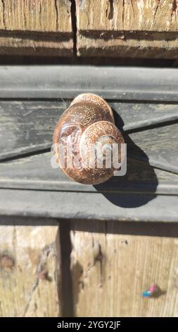 Spanish Snail (Otala punctata Stock Photo - Alamy
