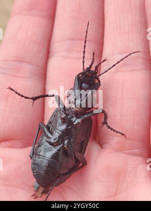 Black Caterpillar Hunter (Calosoma sayi Stock Photo - Alamy