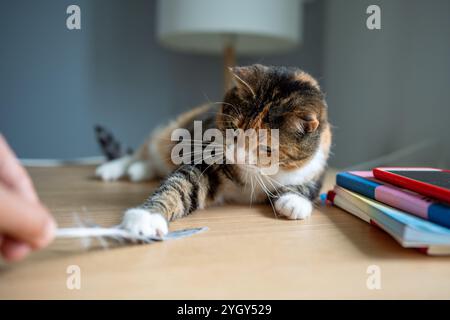 Lazy cat caught feather from hand, playfully pinning it down. Feline ...
