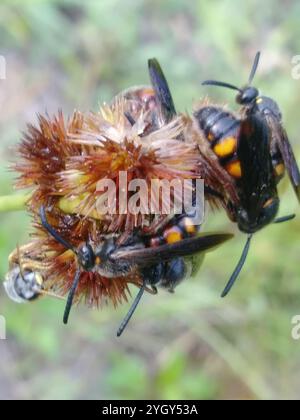 Noble Scoliid Wasp (Scolia nobilitata Stock Photo - Alamy