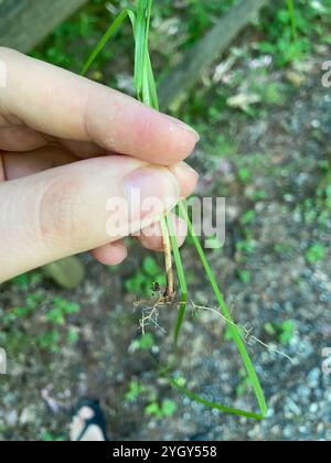 oval-headed sedge (Carex cephalophora Stock Photo - Alamy