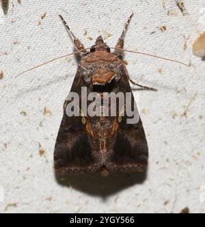 Common Looper Moth (Autographa precationis Stock Photo - Alamy