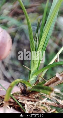 Bird's-foot Sedge (Carex ornithopoda Stock Photo - Alamy