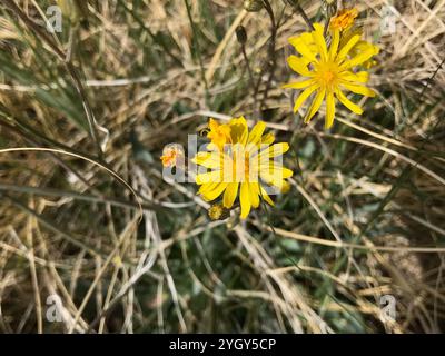 dandelion hawksbeard (Crepis runcinata Stock Photo - Alamy