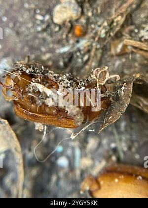Masked Chafers (Cyclocephala Stock Photo - Alamy