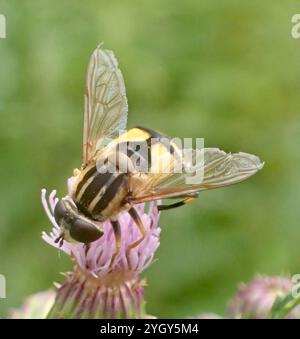 Trivittate Marsh Fly (Helophilus trivittatus Stock Photo - Alamy
