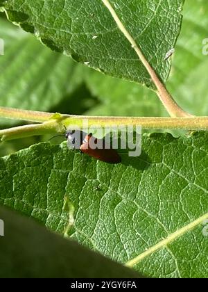 Ampedus pomorum Click beetle on scots pine Stock Photo - Alamy