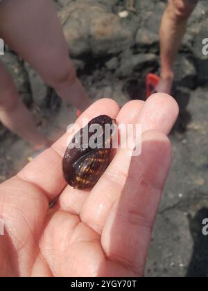 Humpback Cowry (Mauritia mauritiana Stock Photo - Alamy
