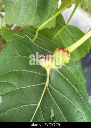 Poplar Leaf-stem Gall Aphids (Pemphigus Stock Photo - Alamy