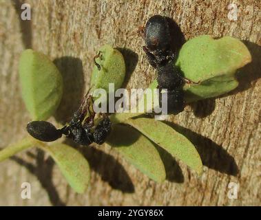 Sculpted Tree ants (Cataulacus Stock Photo - Alamy