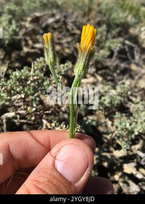 Modoc Hawksbeard (Crepis modocensis Stock Photo - Alamy