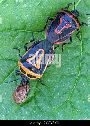 Two-spotted Stink Bug (Perillus bioculatus Stock Photo - Alamy