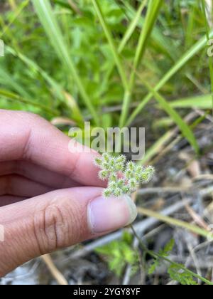 hedge parslies (Torilis Stock Photo - Alamy