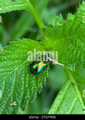 Dead-nettle Leaf Beetle (Fasta fastuosa Stock Photo - Alamy