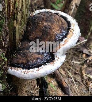 Conifer-base Polypore (Heterobasidion annosum Stock Photo - Alamy