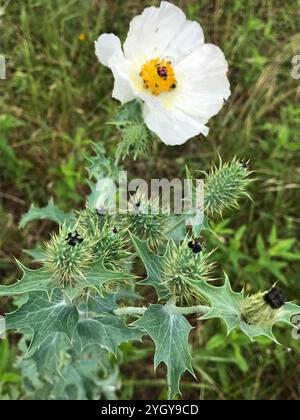 thistle poppy (Argemone polyanthemos Stock Photo - Alamy