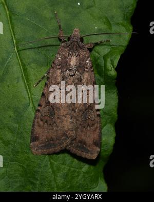 Variegated Cutworm Moth (Peridroma saucia Stock Photo - Alamy
