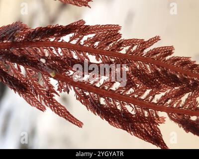 Southern Sea Fern (Ptilota filicina Stock Photo - Alamy