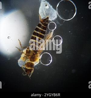 Common Thrips (Thripidae Stock Photo - Alamy