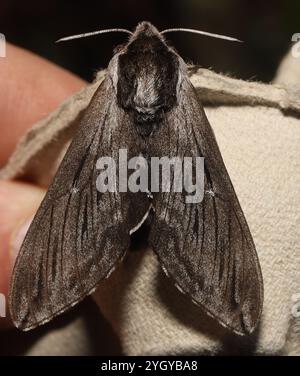 Northern Apple Sphinx (Sphinx poecila Stock Photo - Alamy