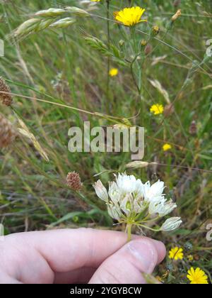 white brodiaea (Triteleia hyacinthina Stock Photo - Alamy