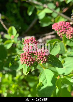Mountain Spirea (Spiraea splendens Stock Photo - Alamy