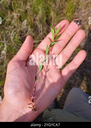 large canadian st. john's-wort (Hypericum majus Stock Photo - Alamy