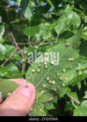 Hackberry Gall Psyllids (Pachypsylla Stock Photo - Alamy