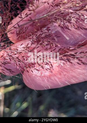Molasses Grass (Melinis minutiflora Stock Photo - Alamy