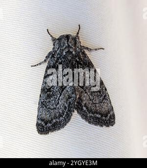 Brother Moth (Raphia frater Stock Photo - Alamy