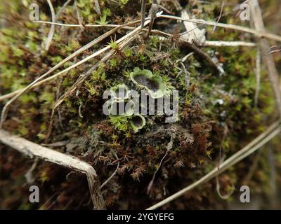 Fringed Chocolate Chip Lichen (Solorina spongiosa), Fungi, Yukon ...