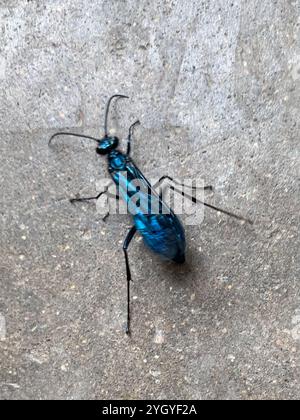 Nearctic Blue Mud-dauber Wasp (Chalybion californicum Stock Photo - Alamy